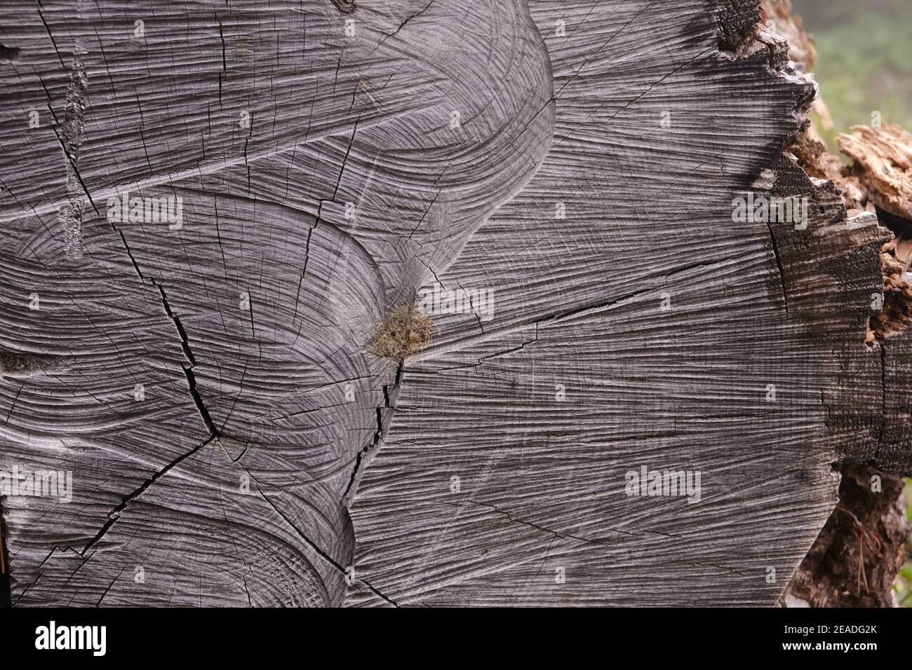 Old log laying down in the forest with distinct marks and textures on ...