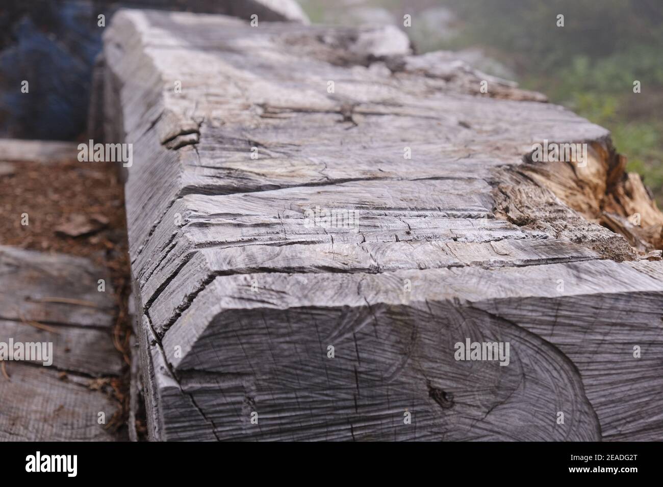 Large log of old wood in the forest with cut marks and textured surface ...