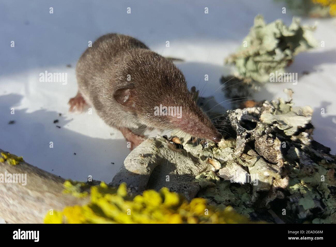 Lesser White Toothed Shrew Crocidura Suaveolens High Resolution Stock ...