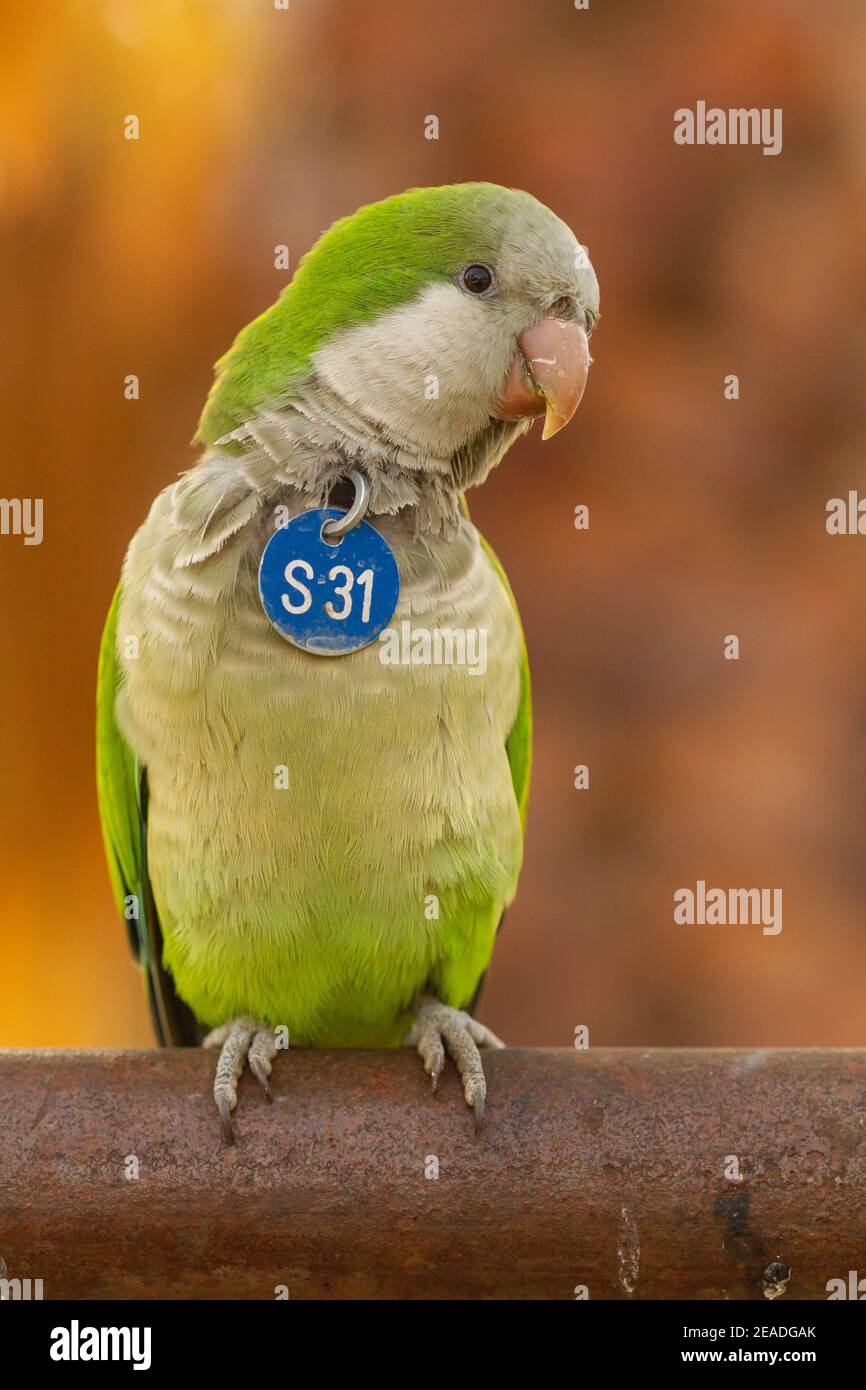 Vertical shot of a monk parakeet w a brown background Stock Photo - Alamy