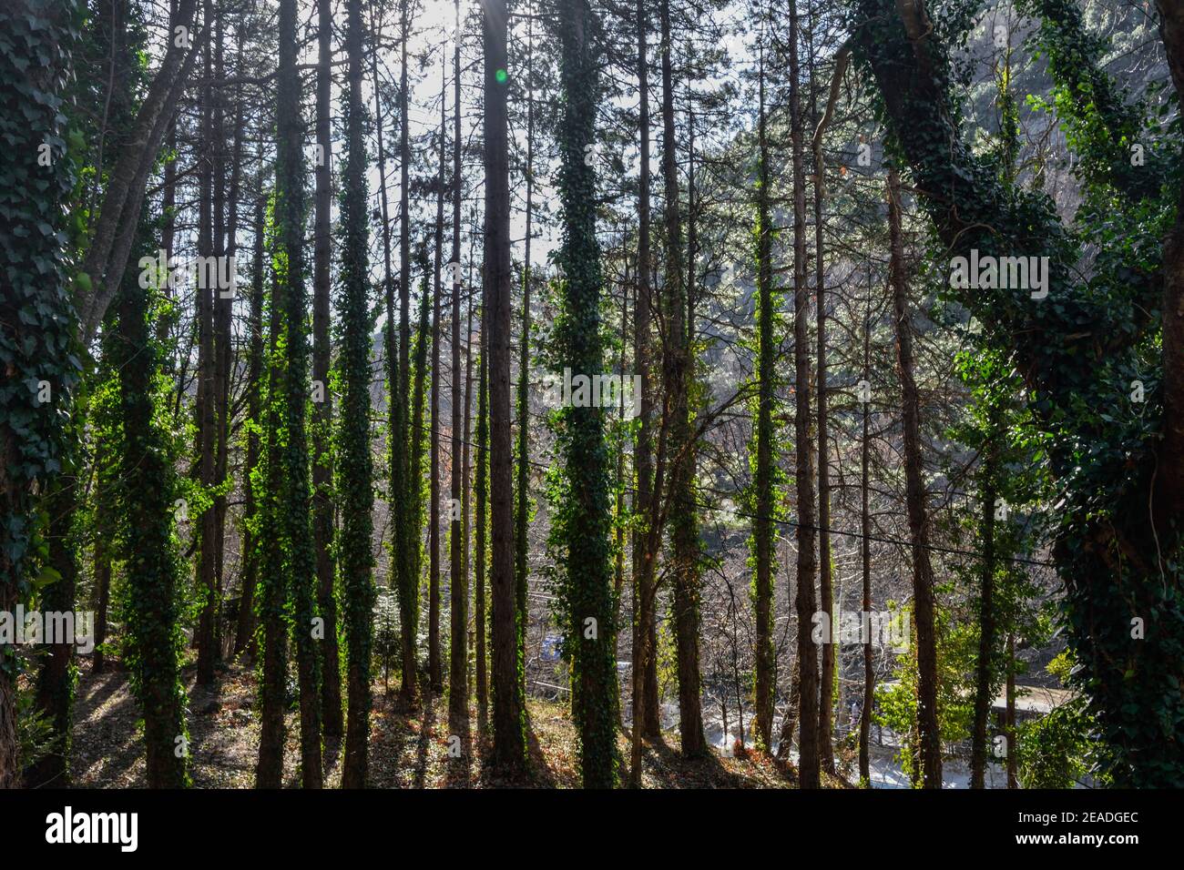 Beautiful backlit scene on tall trees covered in common ivy Stock Photo ...