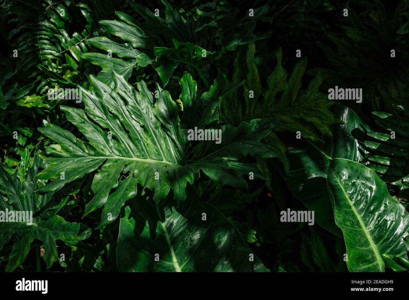Lacy tree philodendron or selloum light and shadow background Stock ...