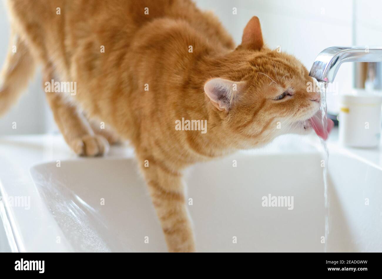 Cat Lapping High Resolution Stock Photography and Images - Alamy