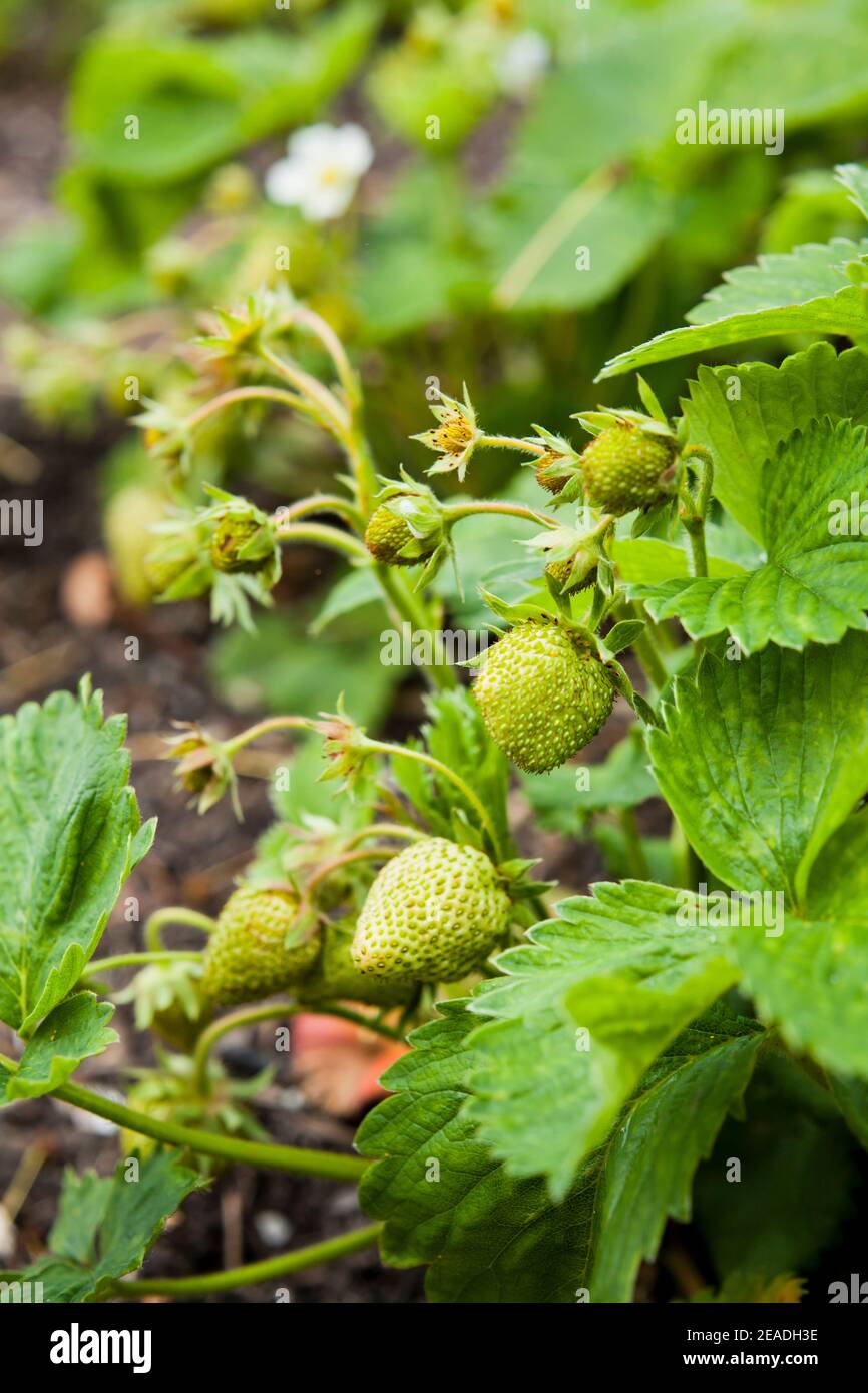 Vegetable and fruit garden with Strawberry plant with many young green strawberries Stock Photo ...