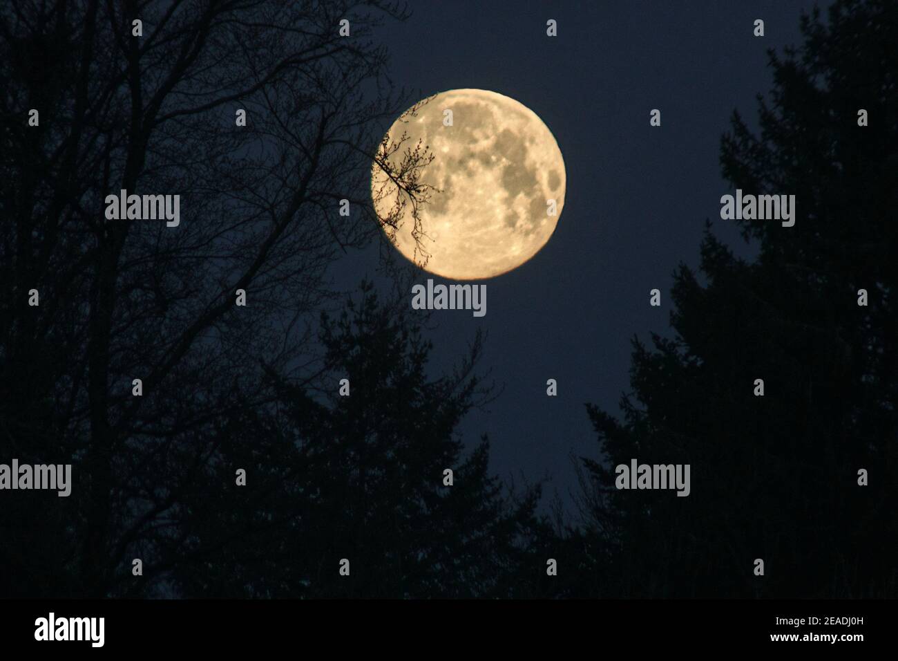 Beautiful full moon above the trees in the Blackforest, Germany Stock ...
