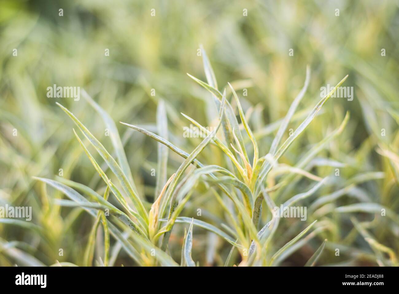 Green grass. Summer or spring morning. Horizontal image with blurred ...