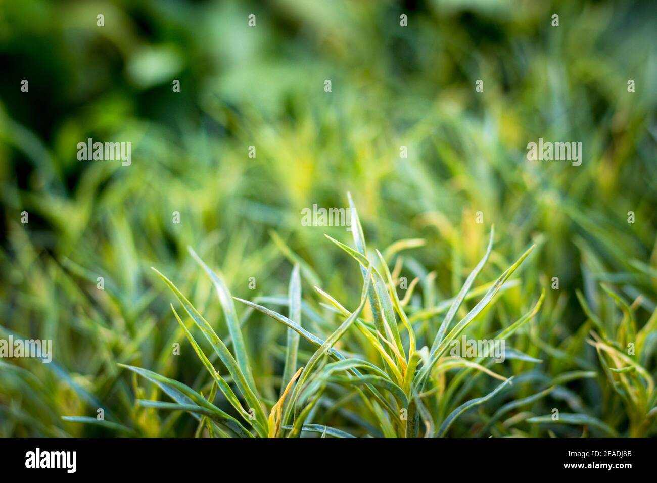 Green grass. Summer or spring morning. Horizontal image with blurred ...