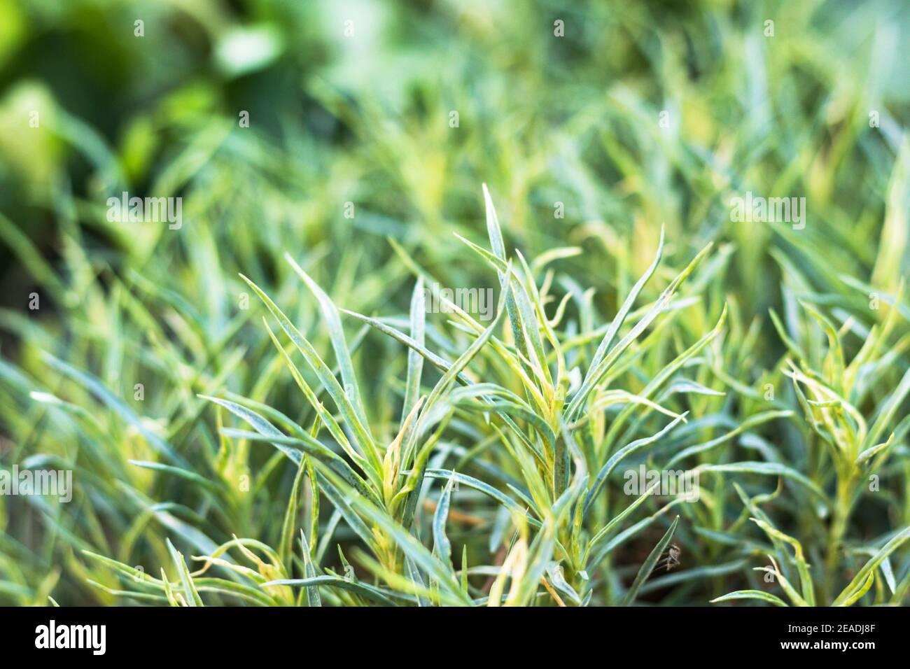 Green grass. Summer or spring morning. Horizontal image with blurred ...