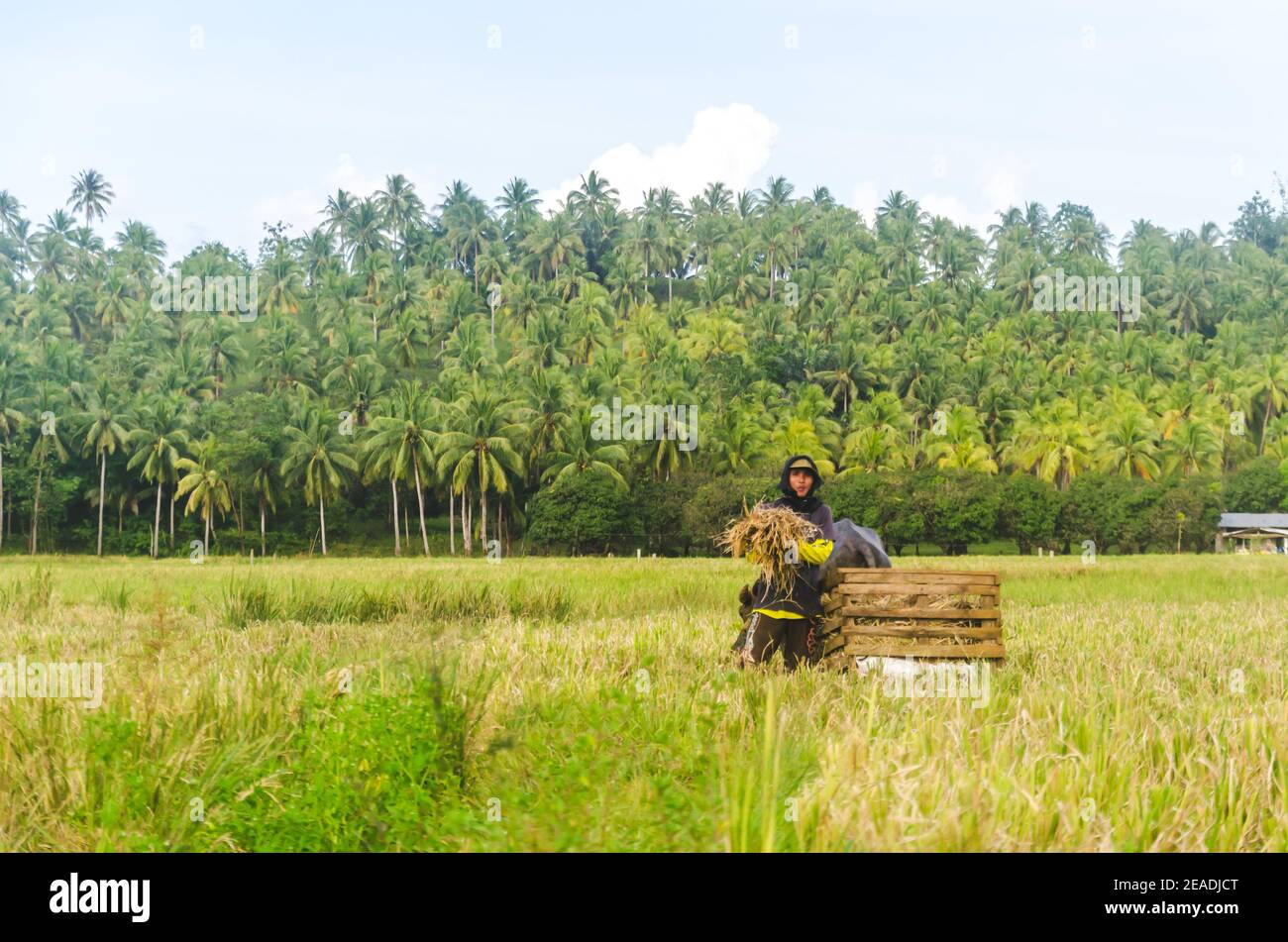 Rice Harvesting Siargao Island The Philippines South East Asia Group of ...