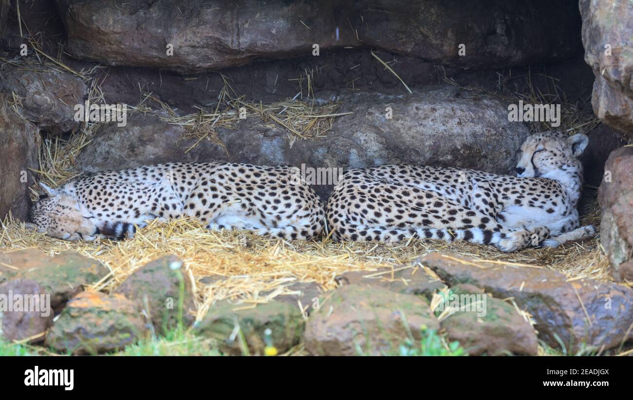 Two cheetahs (Acinonyx jubatus), sleeping sheltered in an outdoor ...