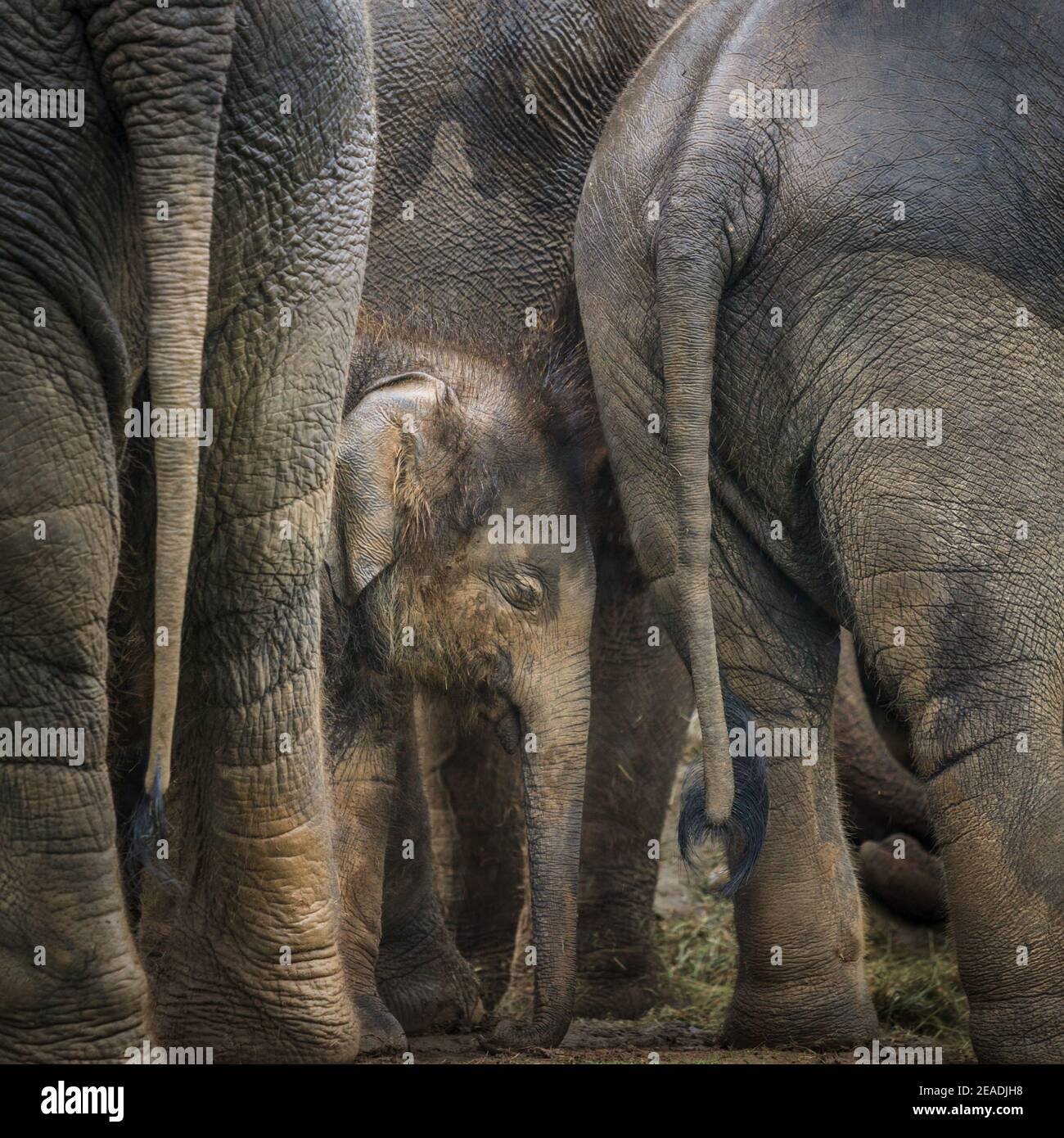 Asian elephant baby (Elephas maximus) protected by herd, group of ...