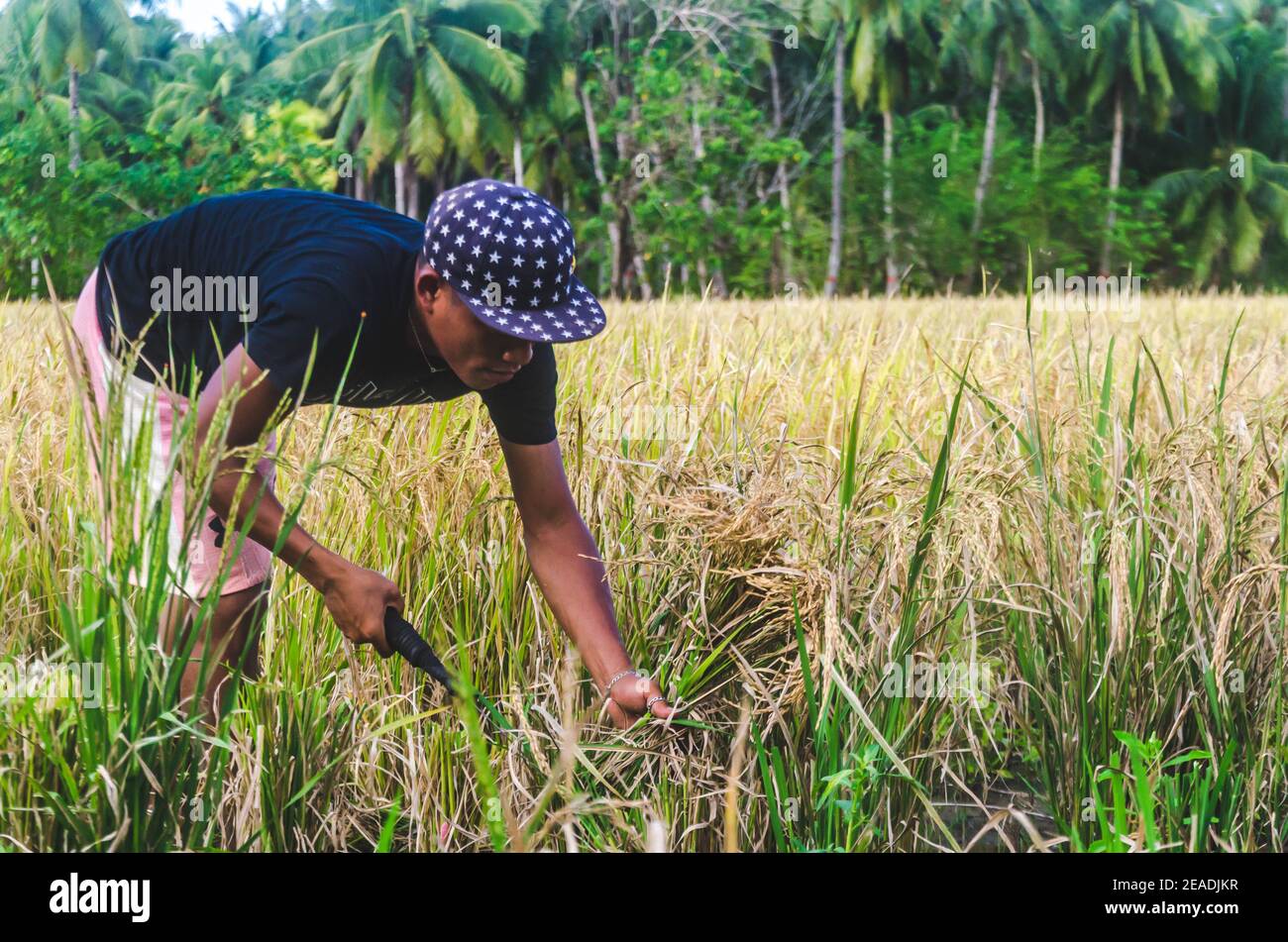 Rice Harvesting Siargao Island The Philippines South East Asia Group of ...