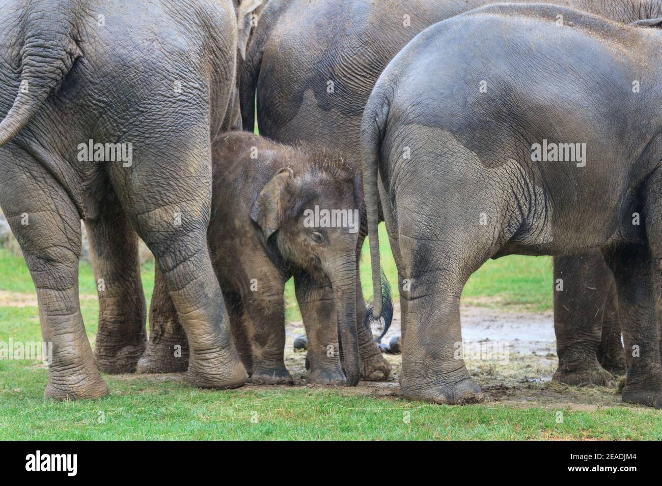 Asian elephant baby (Elephas maximus) protected by herd, group of ...
