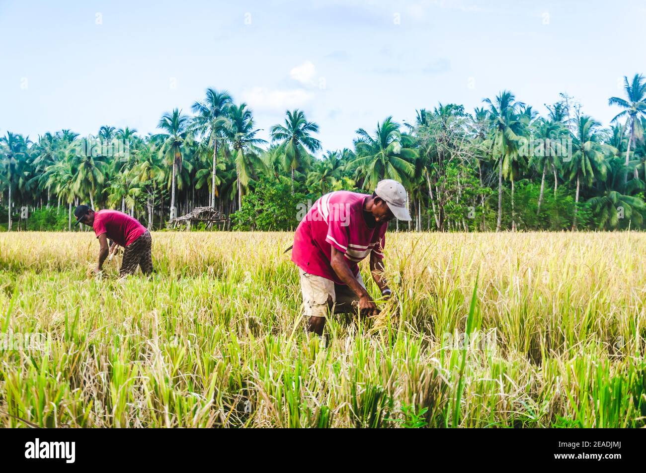 Rice Harvesting Siargao Island The Philippines South East Asia Group of ...