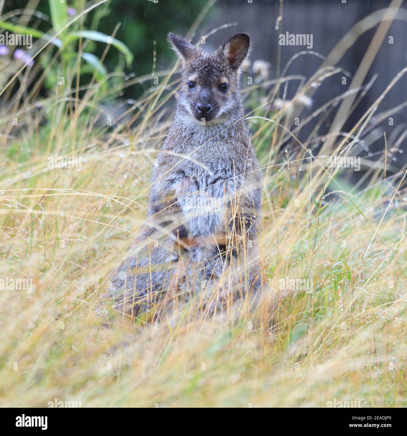 Australian wallaby hi-res stock photography and images - Alamy