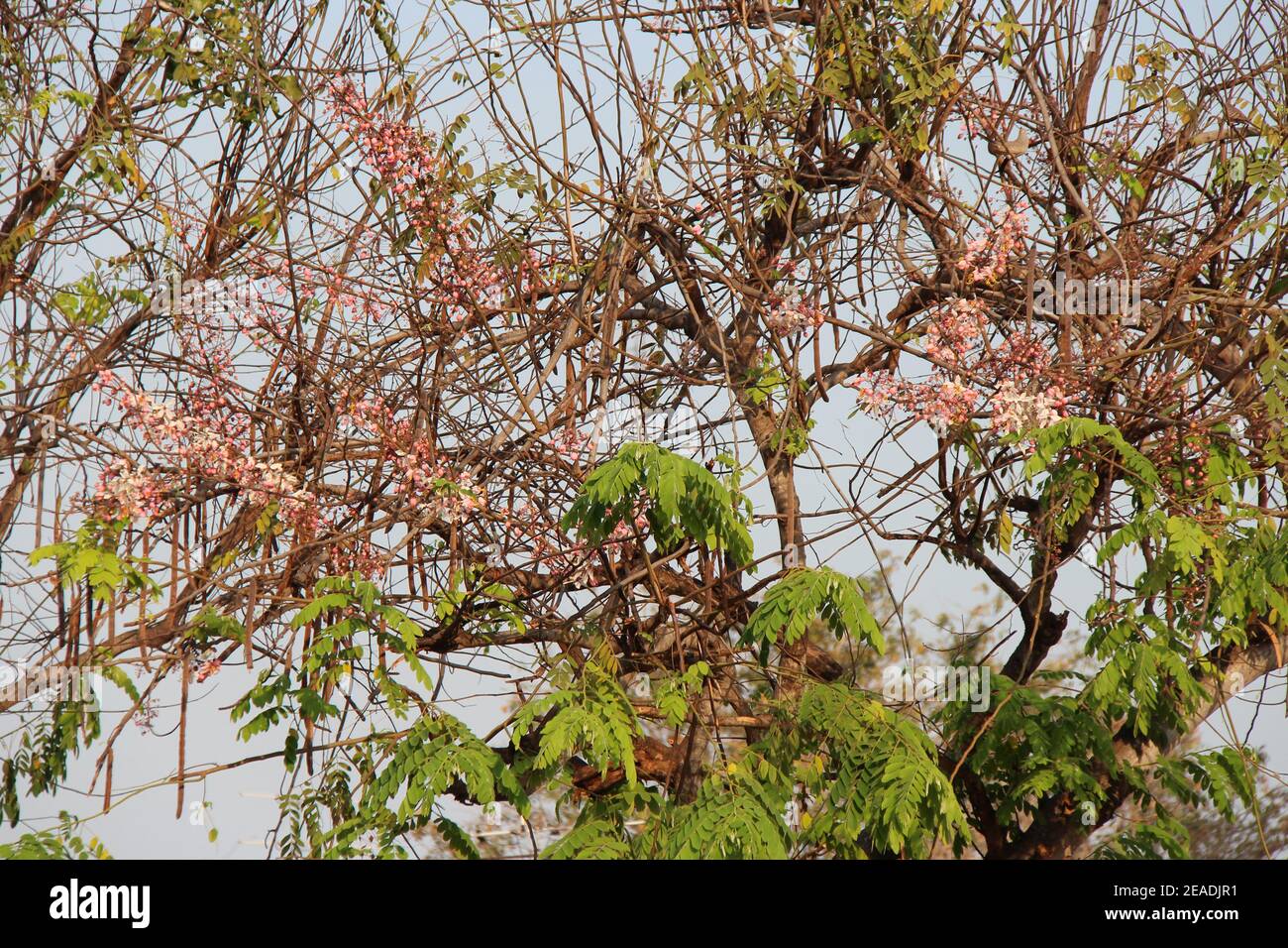 Arbre buri hi-res stock photography and images - Alamy