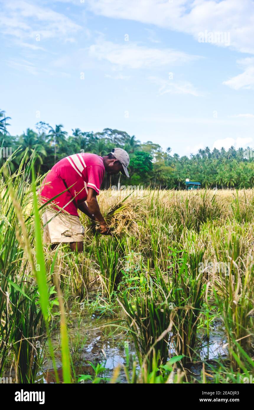 Rice Harvesting Siargao Island The Philippines South East Asia Group of ...