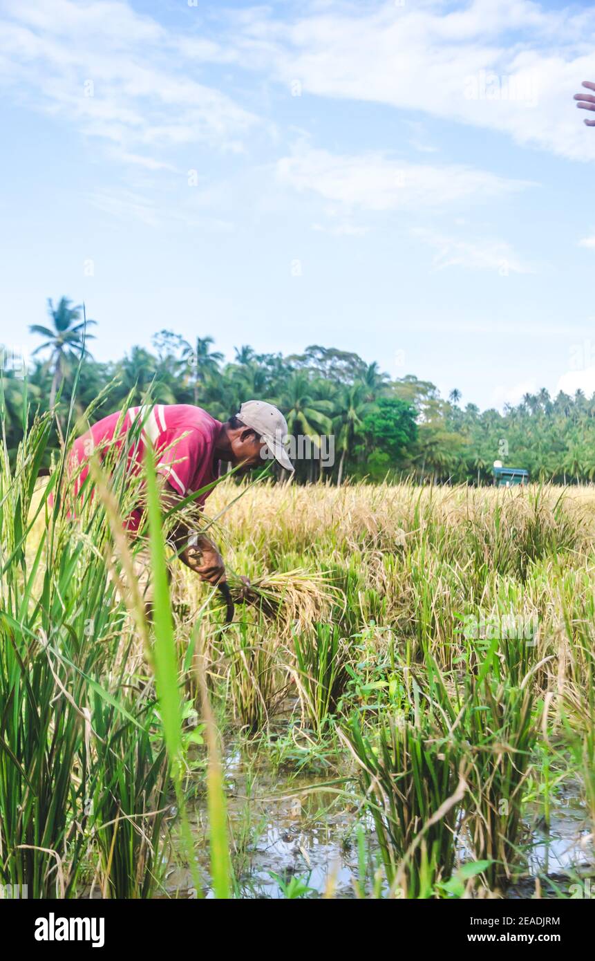 Rice Harvesting Siargao Island The Philippines South East Asia Group of ...