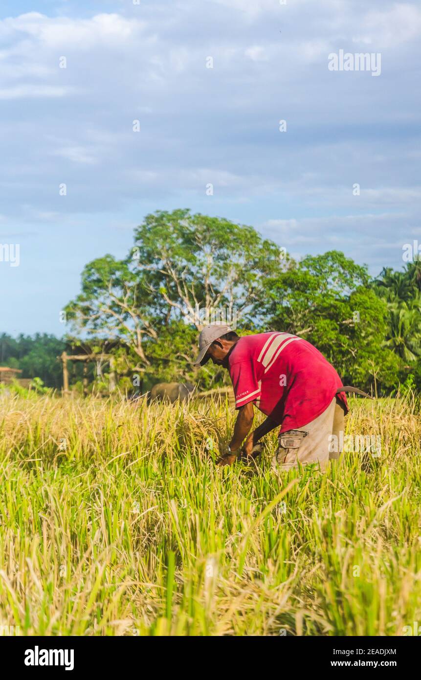 Rice Harvesting Siargao Island The Philippines South East Asia Group of ...