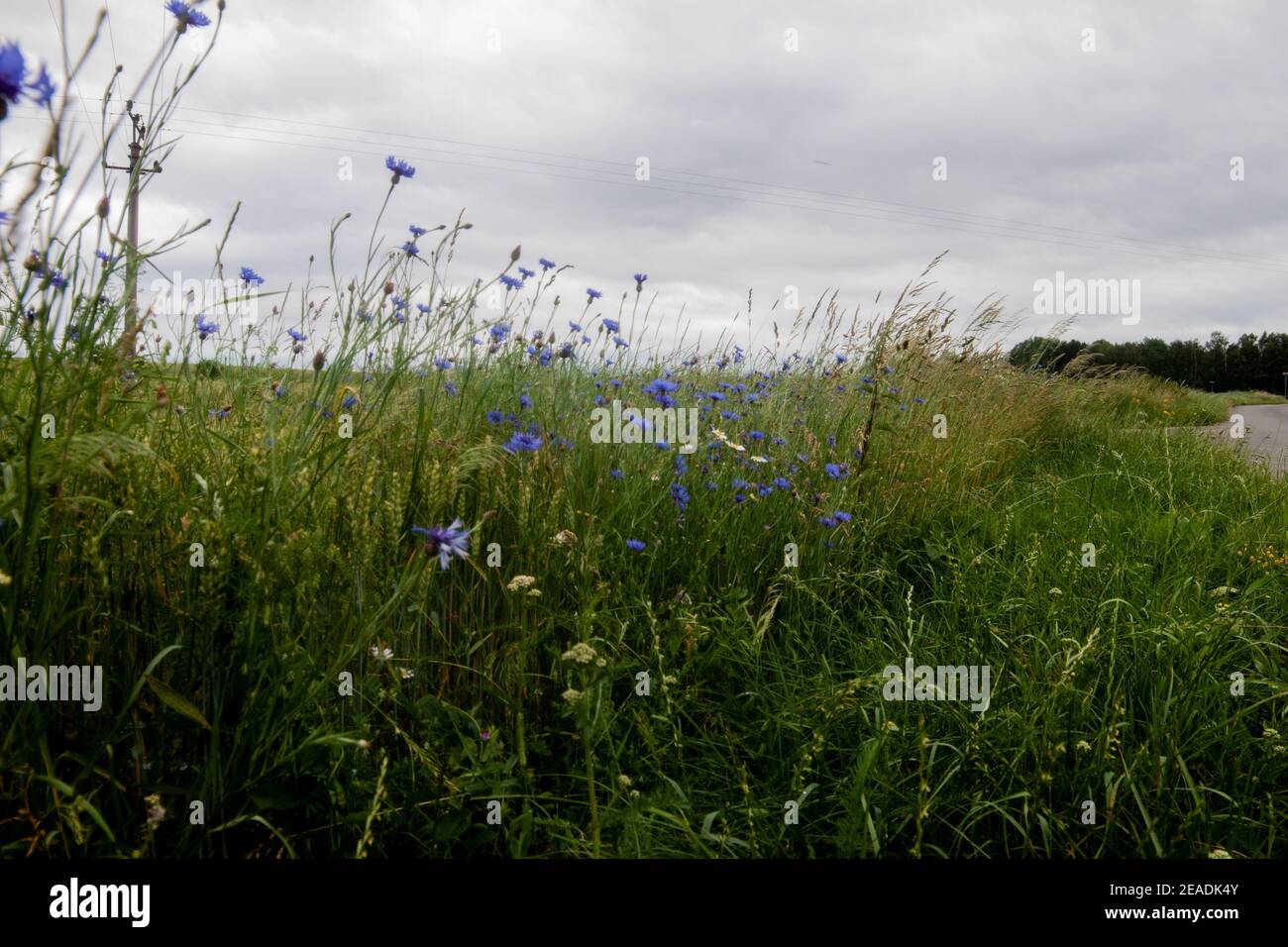 Garden side road rural hi-res stock photography and images - Alamy