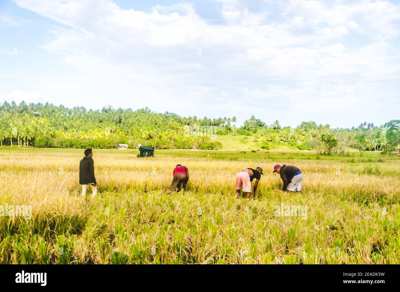 Rice Harvesting Siargao Island The Philippines South East Asia Group of ...
