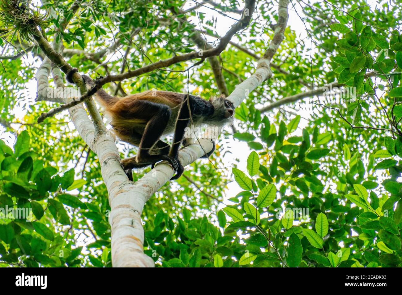 Yucatan spider monkey hi-res stock photography and images - Alamy