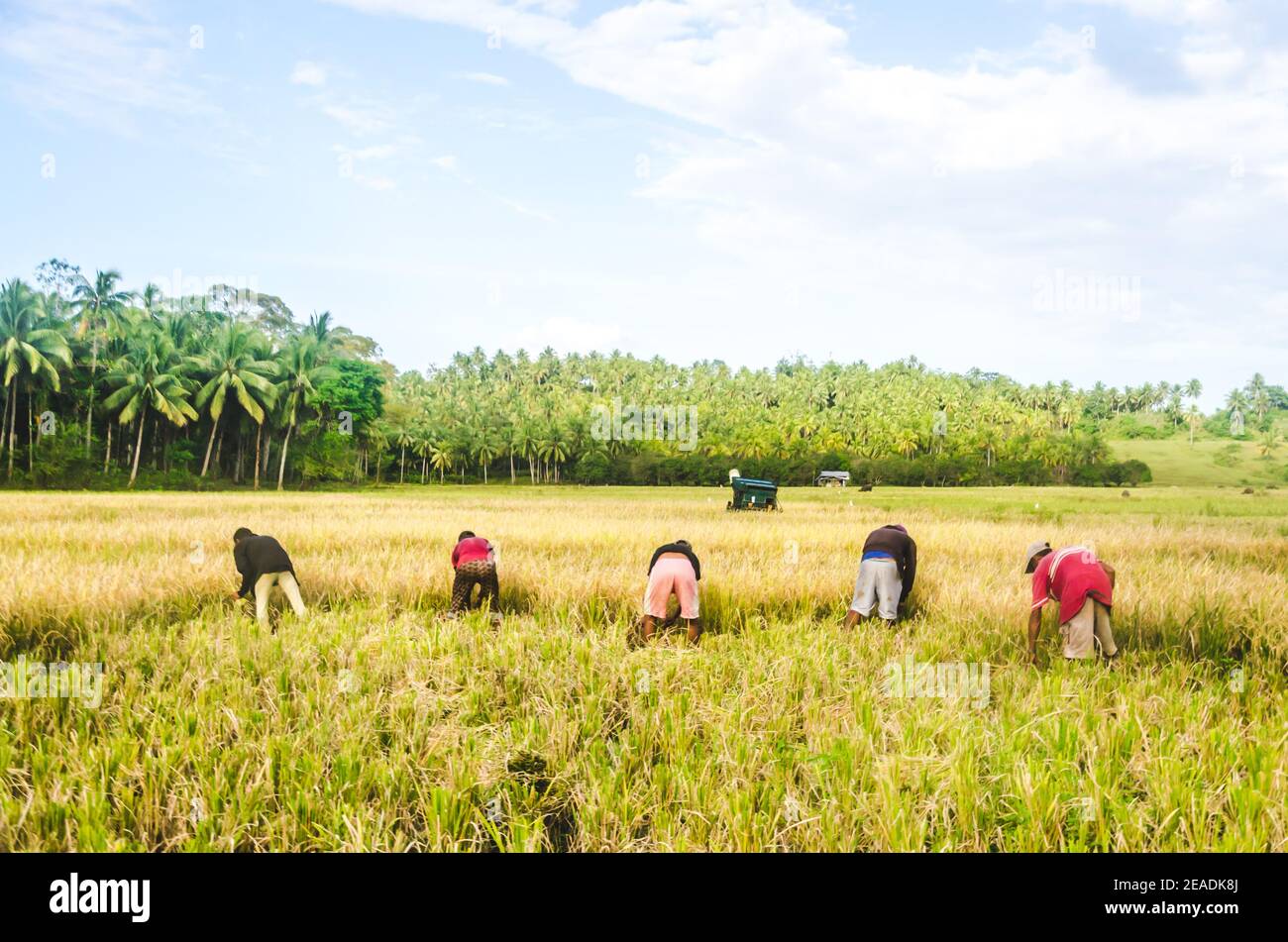 Rice Harvesting Siargao Island The Philippines South East Asia Group of ...