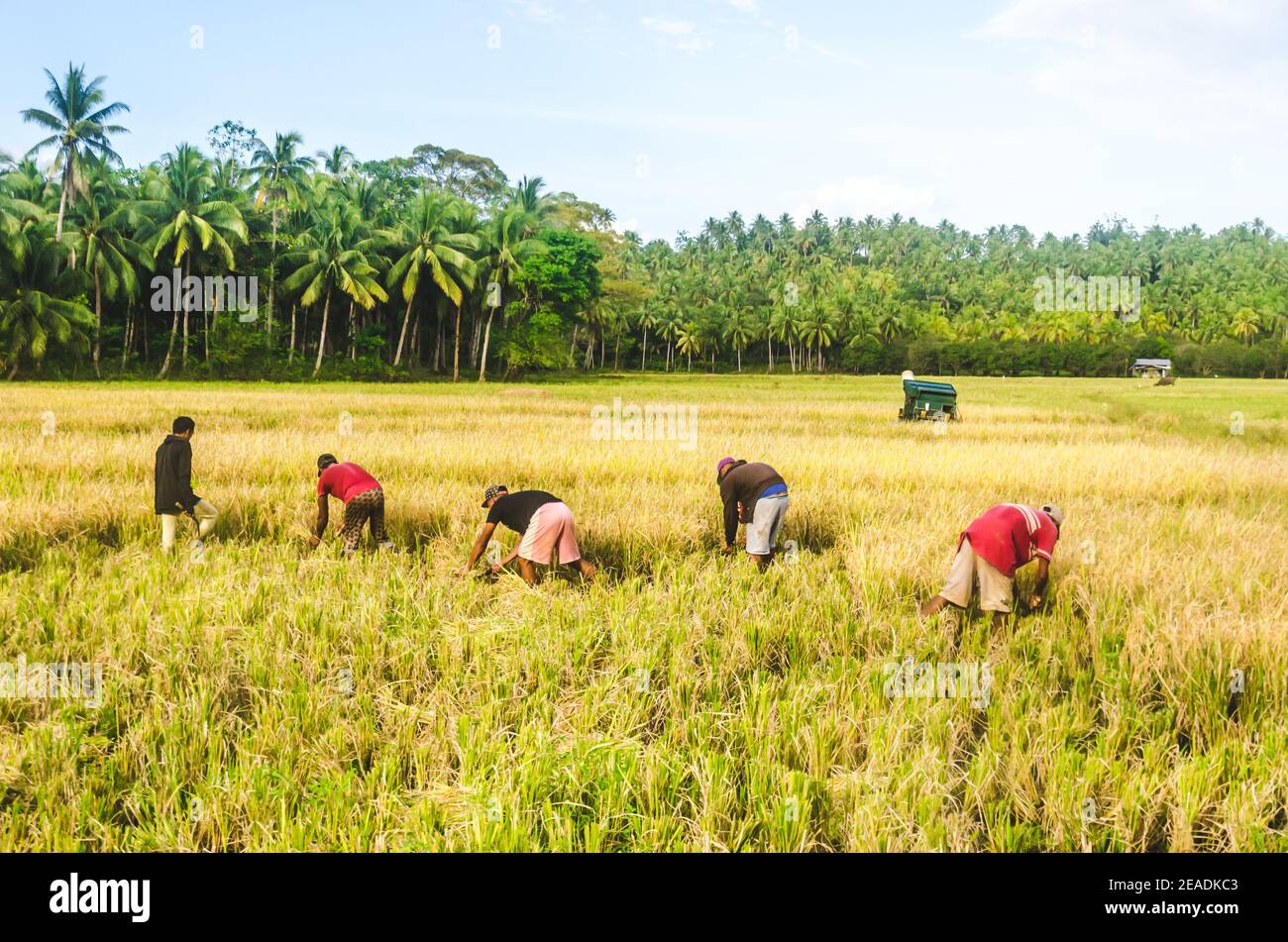 Rice Harvesting Siargao Island The Philippines South East Asia Group of ...