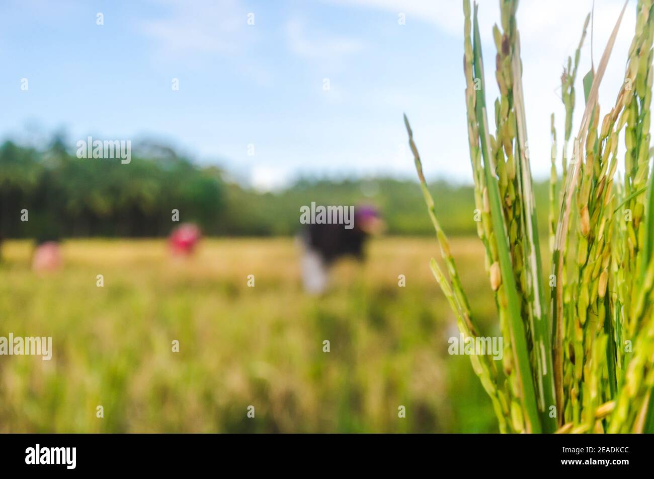 Rice Harvesting Siargao Island The Philippines South East Asia Group of ...