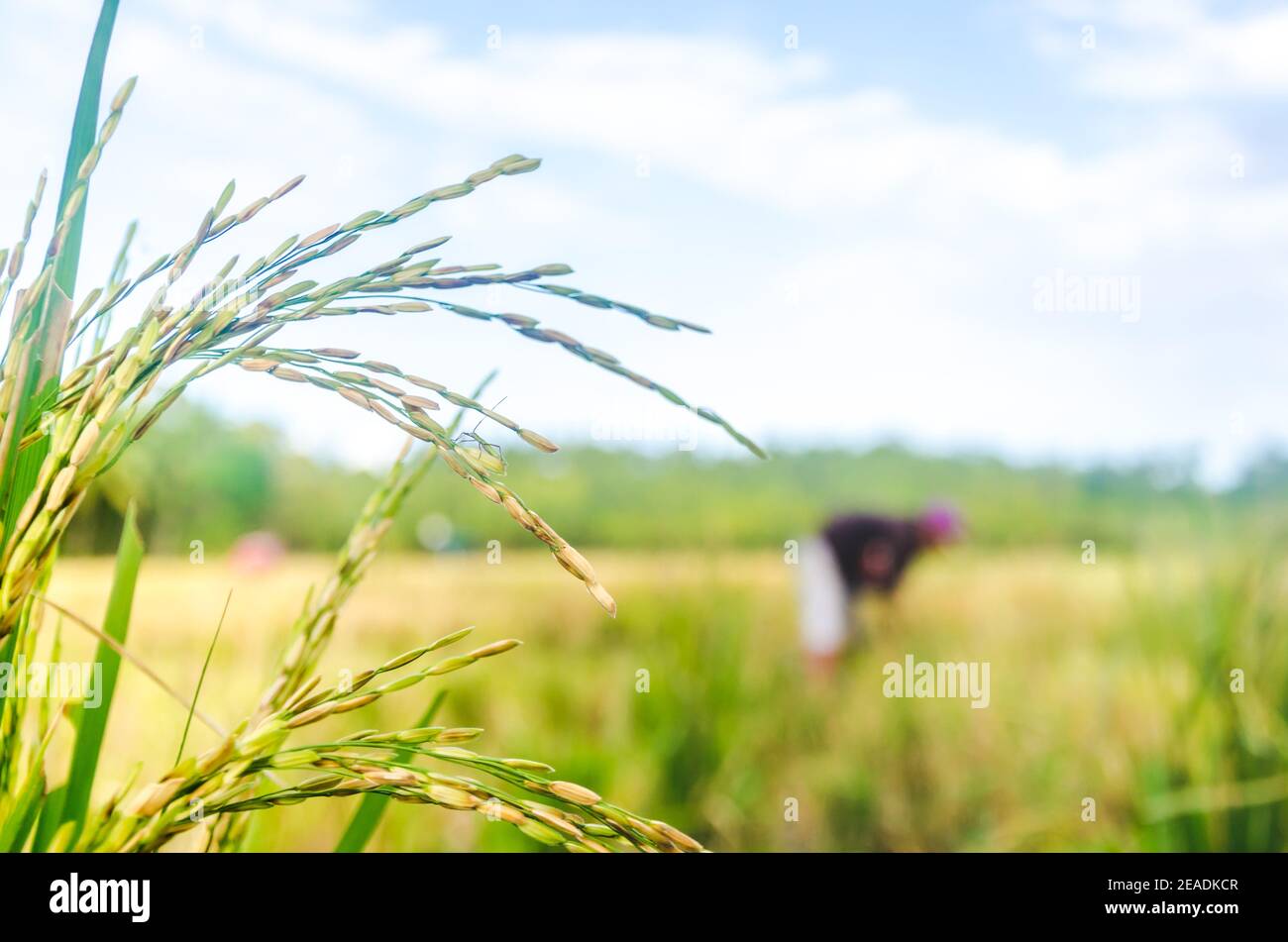 Rice Harvesting Siargao Island The Philippines South East Asia Group of ...