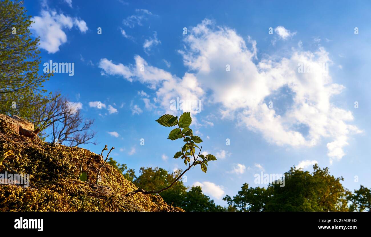 Small tree branch with green leaves on green moss with blue sky and ...