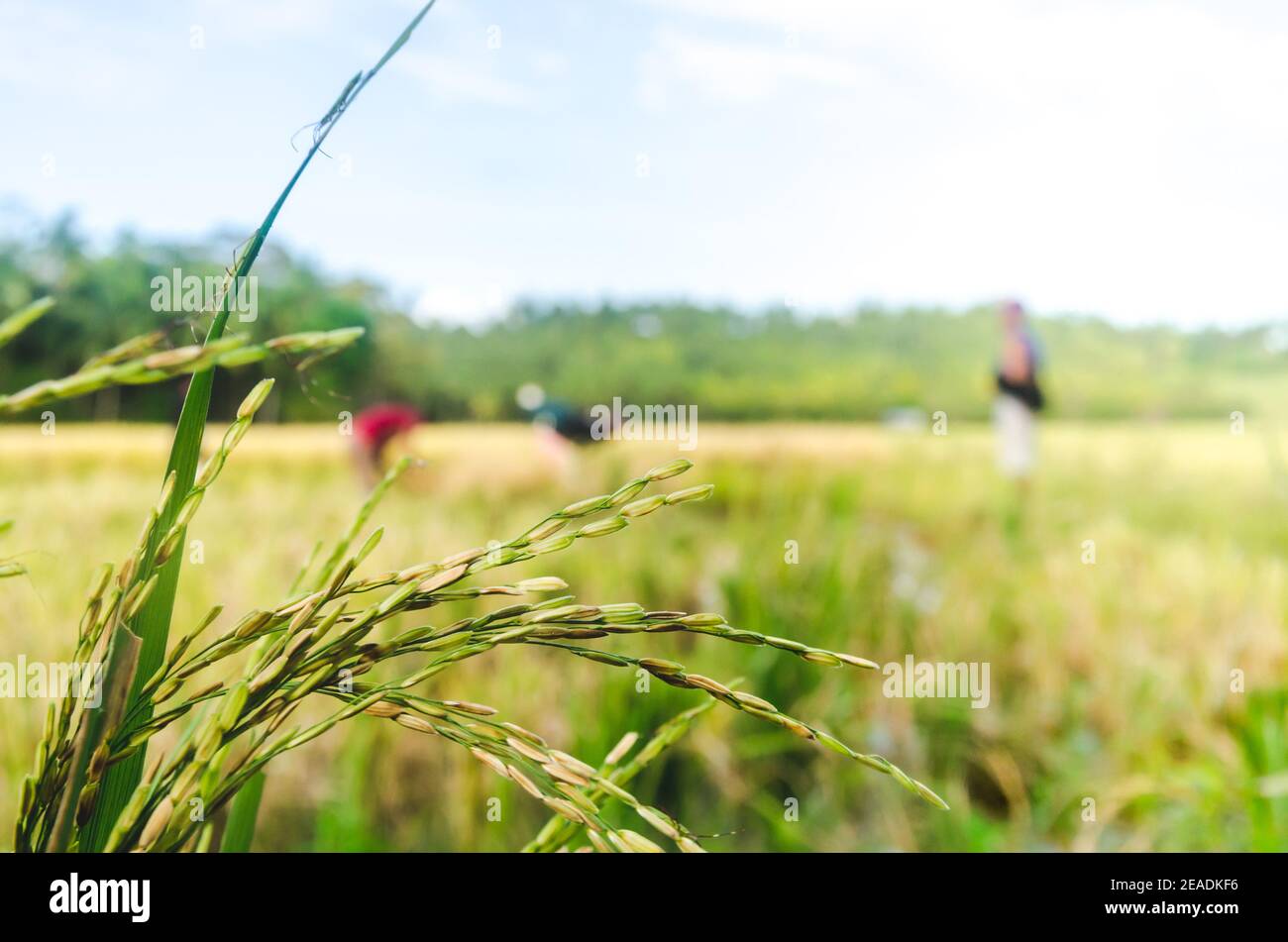 Rice Harvesting Siargao Island The Philippines South East Asia Group of ...