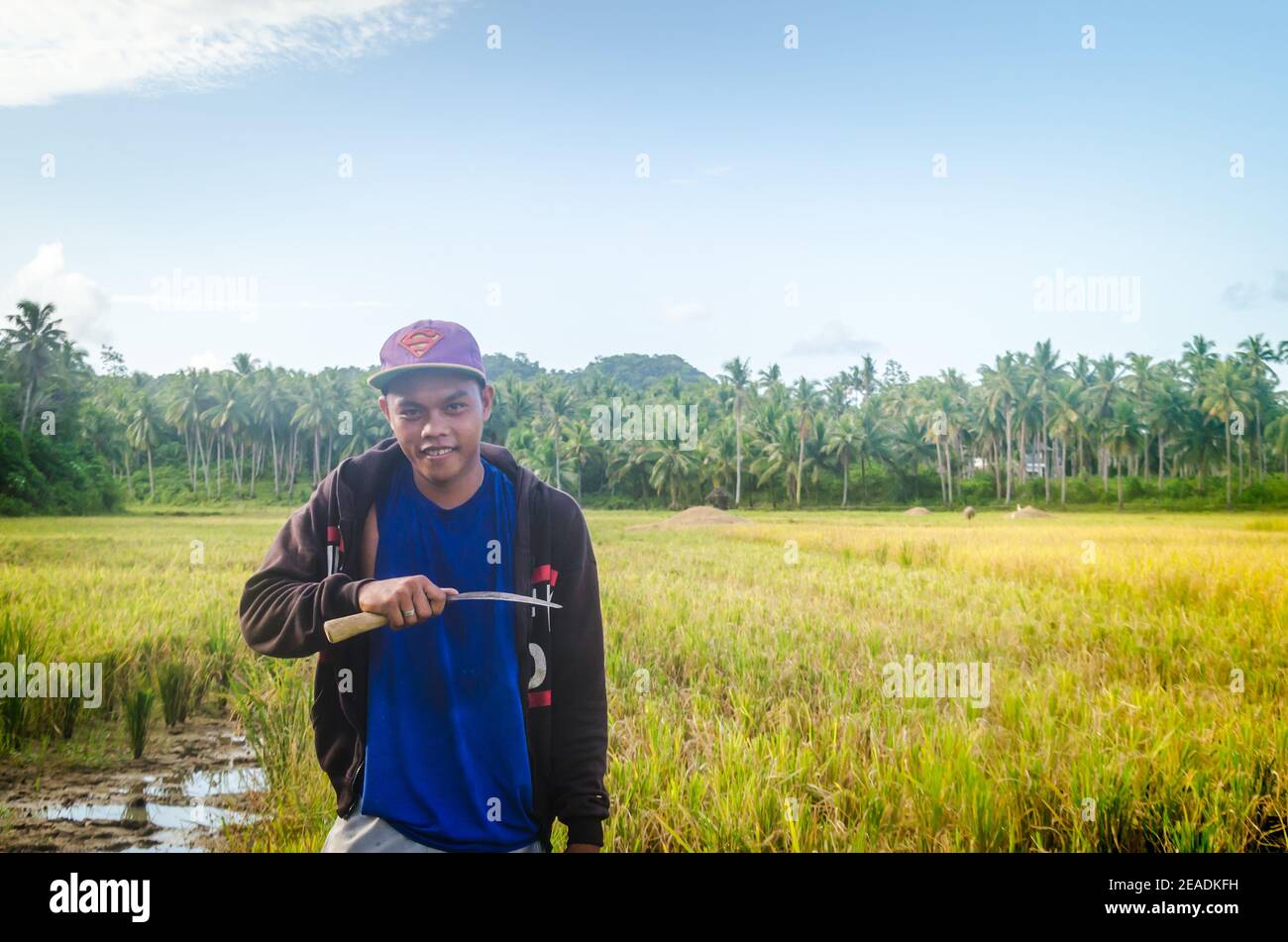 Rice Harvesting Siargao Island The Philippines South East Asia Group of ...