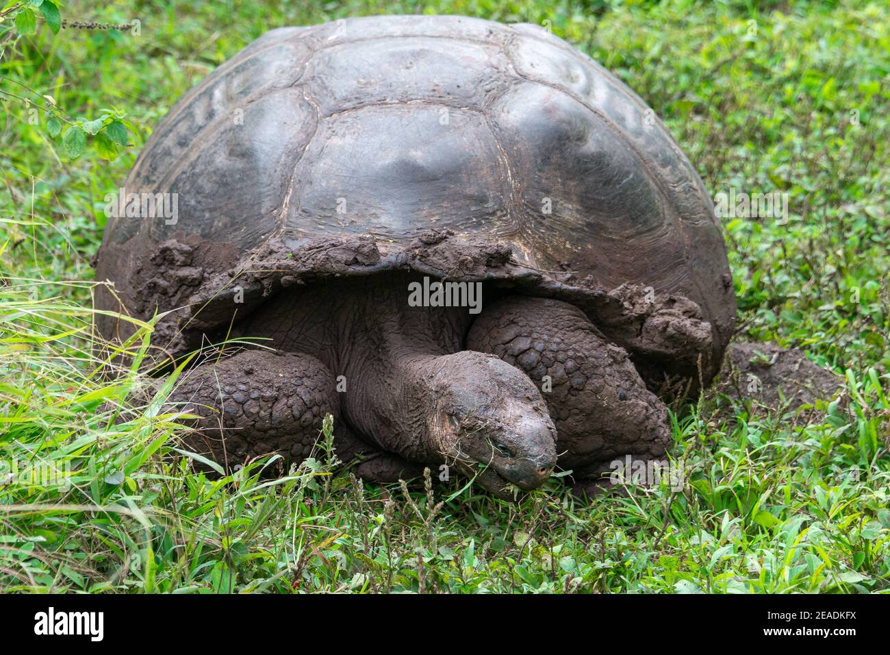 Giant tortoise in El Chato Tortoise Reserve, Galapagos islands, Ecuador ...