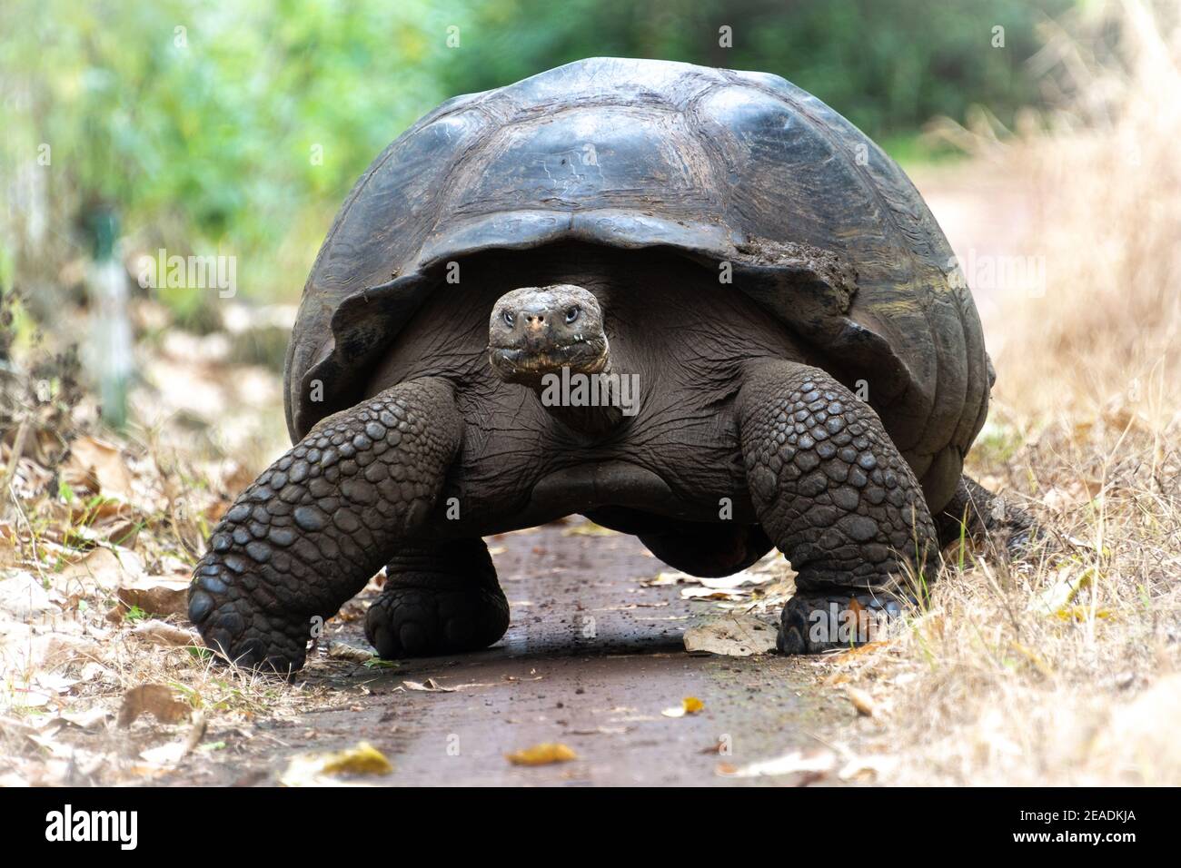 Giant tortoise in El Chato Tortoise Reserve, Galapagos islands, Ecuador ...