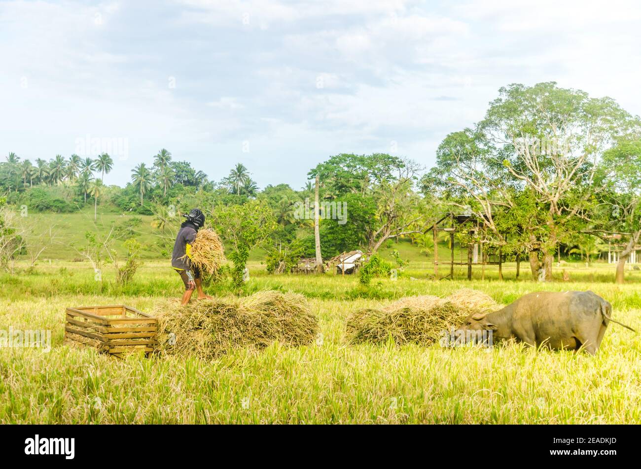 Rice Harvesting Siargao Island The Philippines South East Asia Group of ...