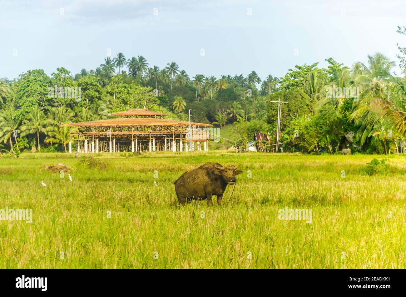 Rice Harvesting Siargao Island The Philippines South East Asia Group of ...