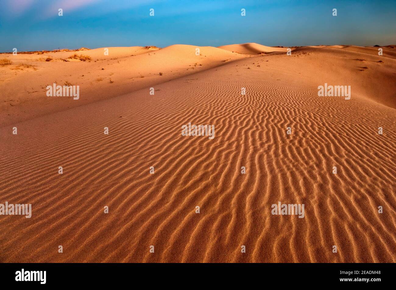 Dunes at sunrise, Monahans Sandhills State Park, Chihuahuan Desert ...