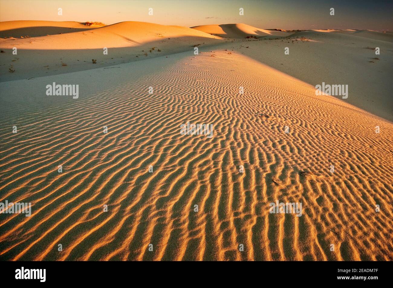 Dunes at sunrise, Monahans Sandhills State Park, Chihuahuan Desert ...