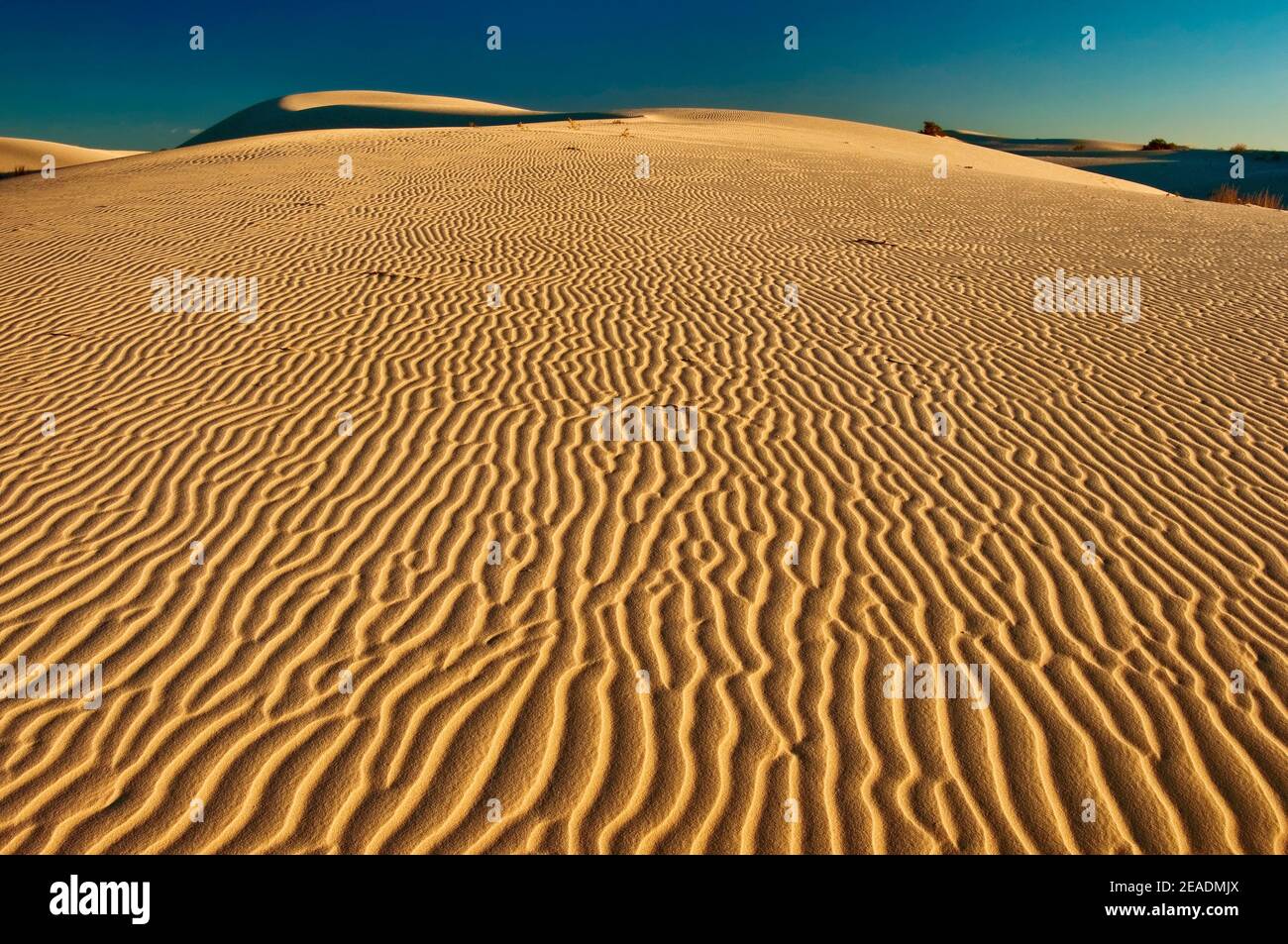 Dunes at sunrise, Monahans Sandhills State Park, Chihuahuan Desert ...