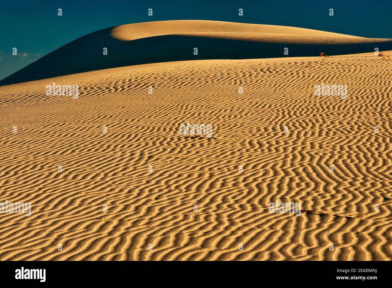 Dunes at sunrise, Monahans Sandhills State Park, Chihuahuan Desert ...