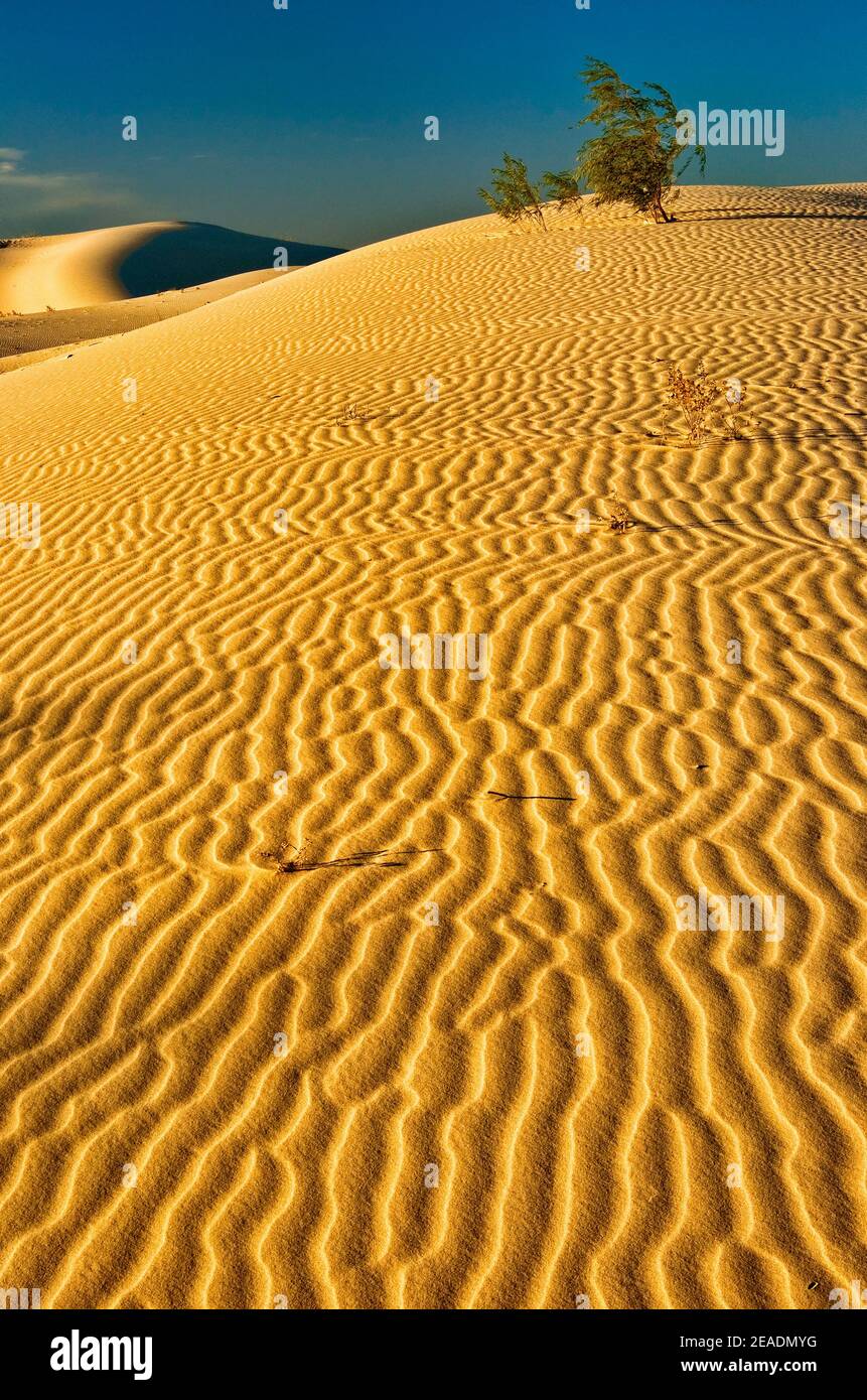 Dunes at sunset, Monahans Sandhills State Park, Chihuahuan Desert ...