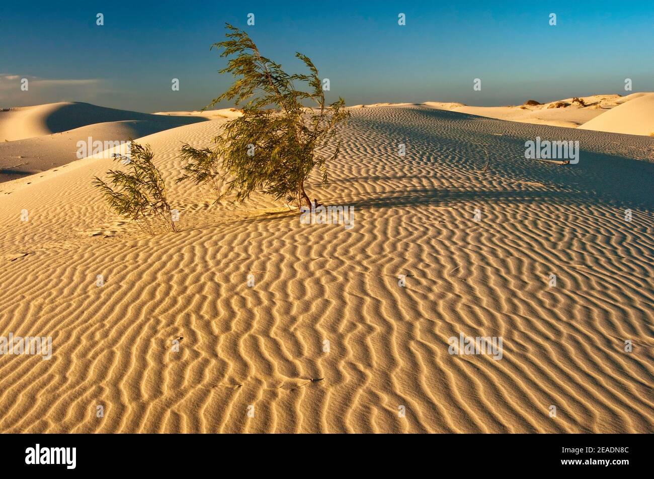 Monahans sandhills state park hi-res stock photography and images - Alamy
