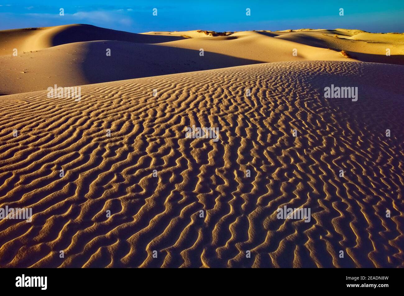 Monahans sandhills state park hi-res stock photography and images - Alamy