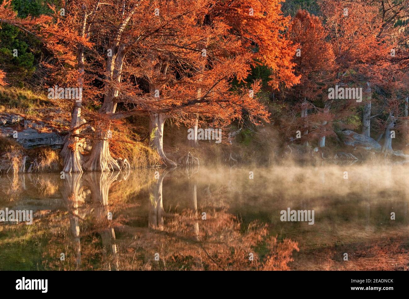 Bald cypress trees in early morning mist, along the river, in fall ...