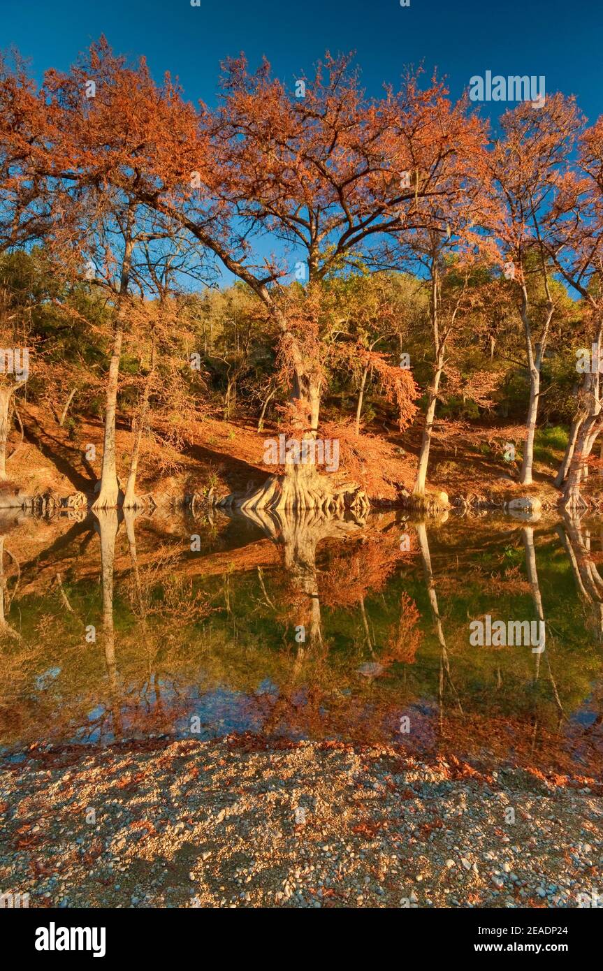 Bald cypress trees along the river, in fall foliage, Guadalupe River ...