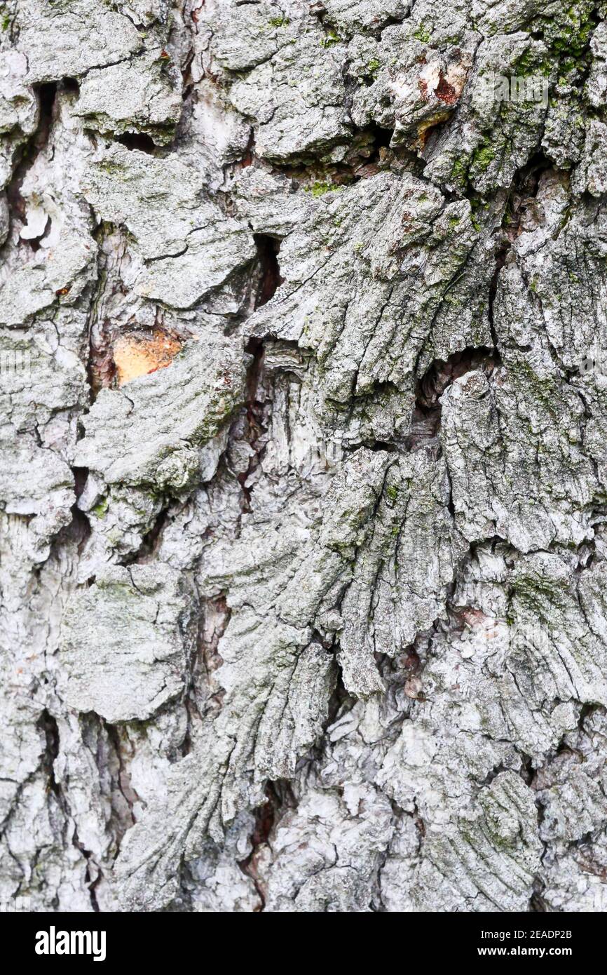 Arbre cèdre hi-res stock photography and images - Alamy