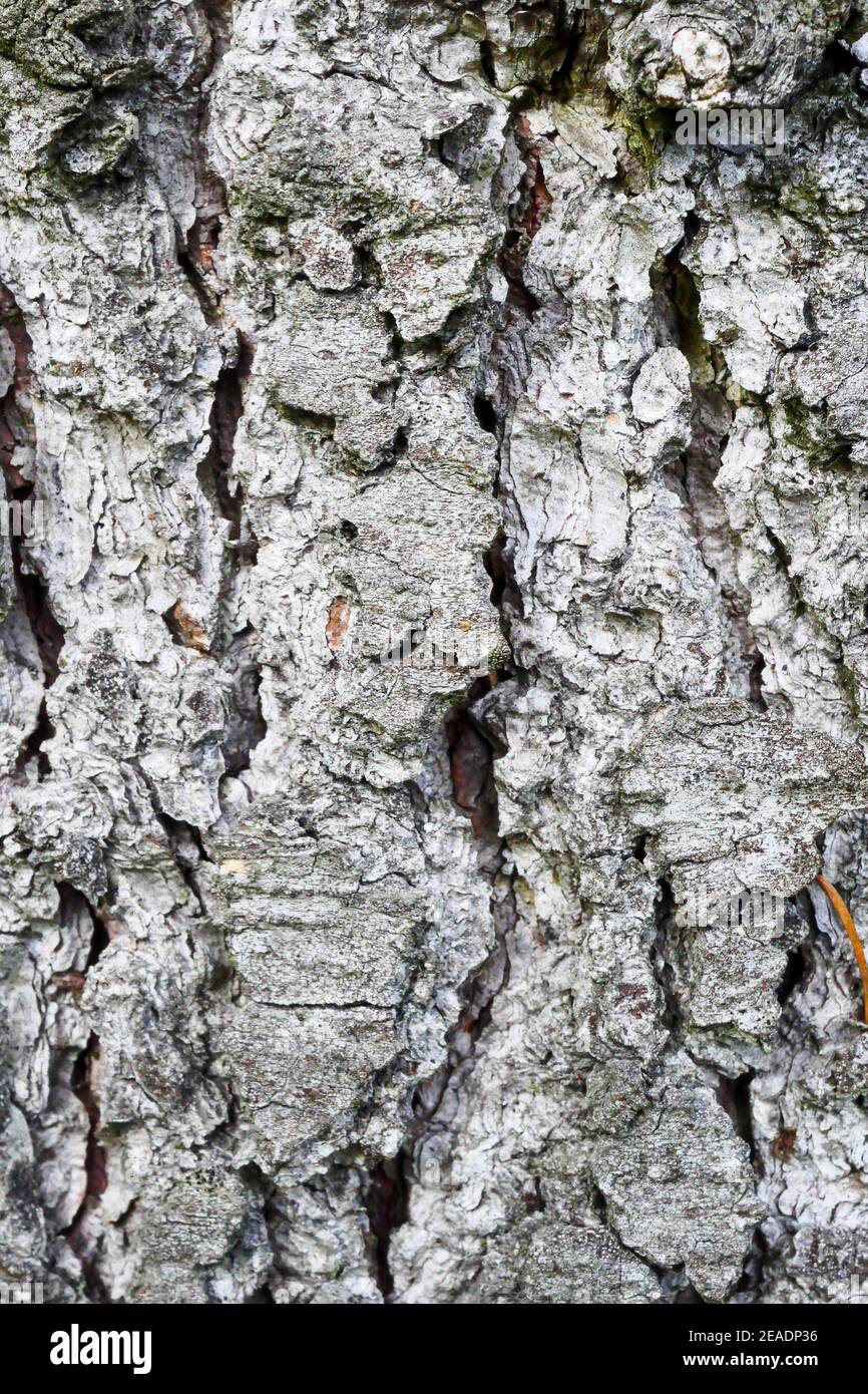 Cedar tree bark, close-up view, France Stock Photo - Alamy