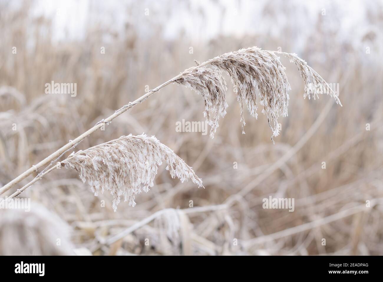 Reed plants hi-res stock photography and images - Alamy