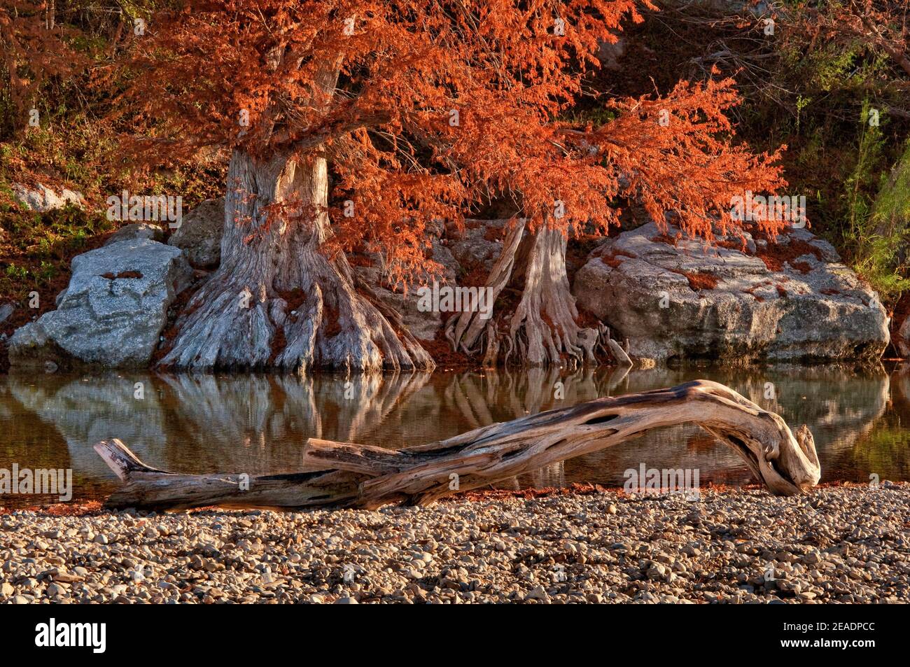 Bald cypress trees along the river, in fall foliage, Guadalupe River ...